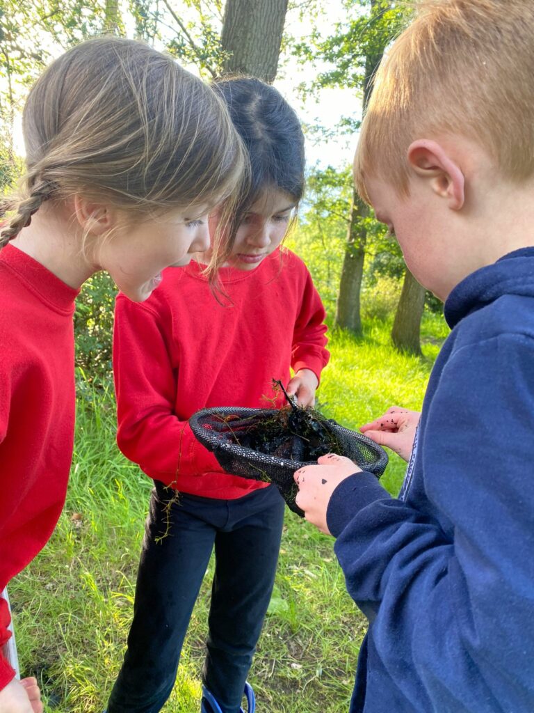 Pond-dipping tips for Beavers | 1st Weston Green Scouts